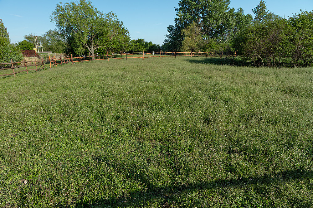 Photo #2936 with ground, direct-sunlight, eye-level, summer, low-grass ...