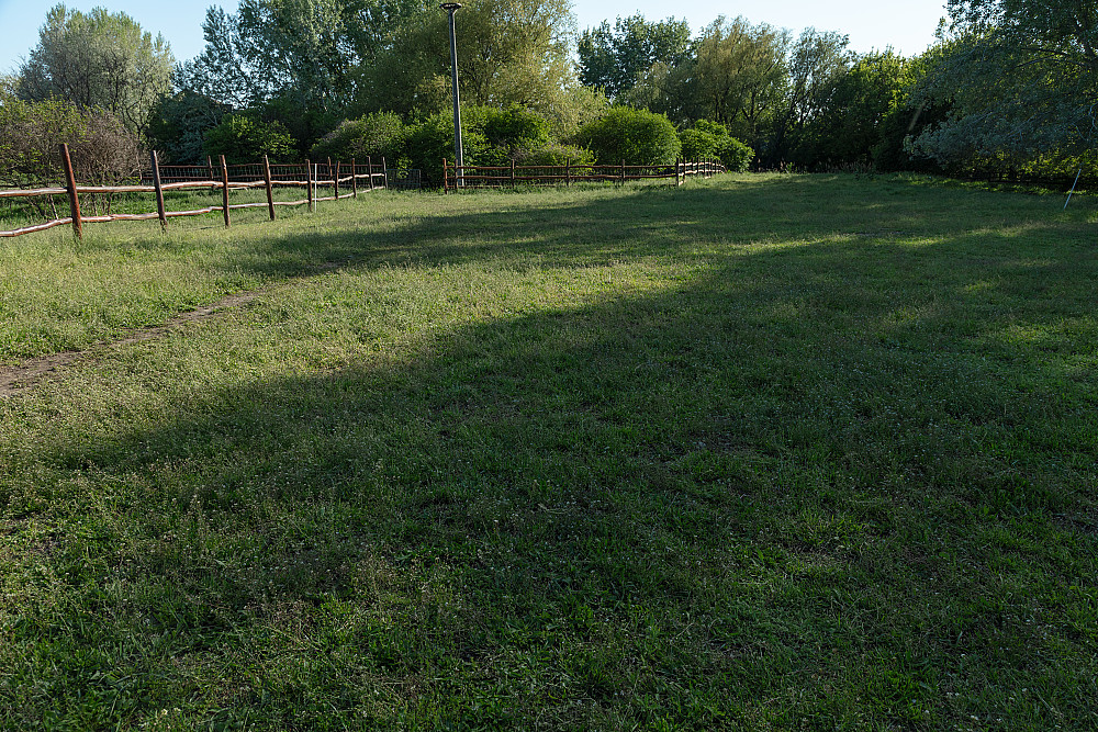 Photo #2940 with ground, partial-light, eye-level, summer, low-grass ...