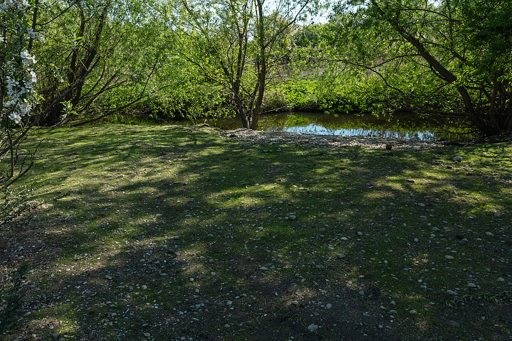 Photo #2943 with ground, partial-light, eye-level, summer, forest ...