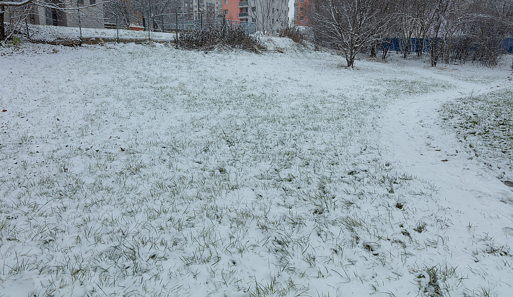 Photo #3195 with ground, ambient-light, eye-level, winter, low-grass ...