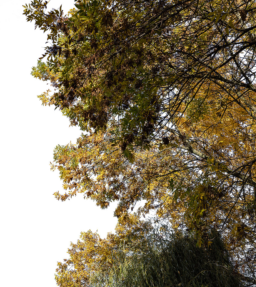 Photo #3491 with nature, masked, corner-position, direct-sunlight, autumn, tree, deciduous ...
