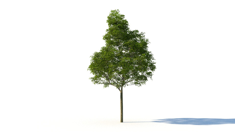 Alder tree | FlyingArchitecture