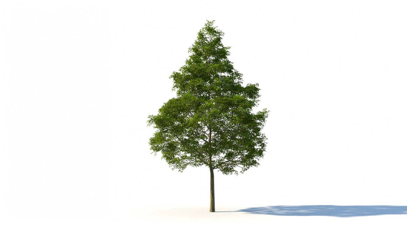 Alder tree | FlyingArchitecture