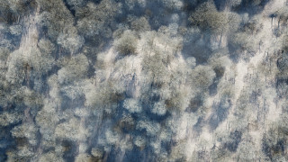 Winter trees pack | FlyingArchitecture